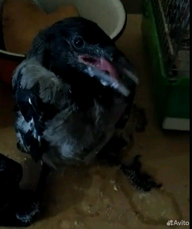 Вороненок слепок