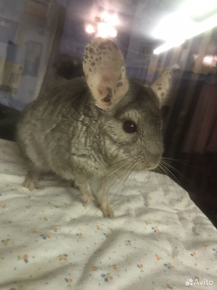 Мальчик шиншилла + клетка