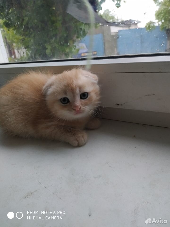 Котенок веслаухий продается