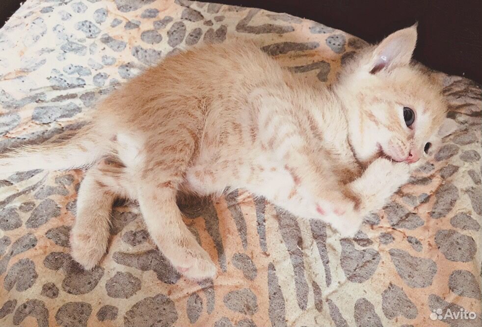 Котята