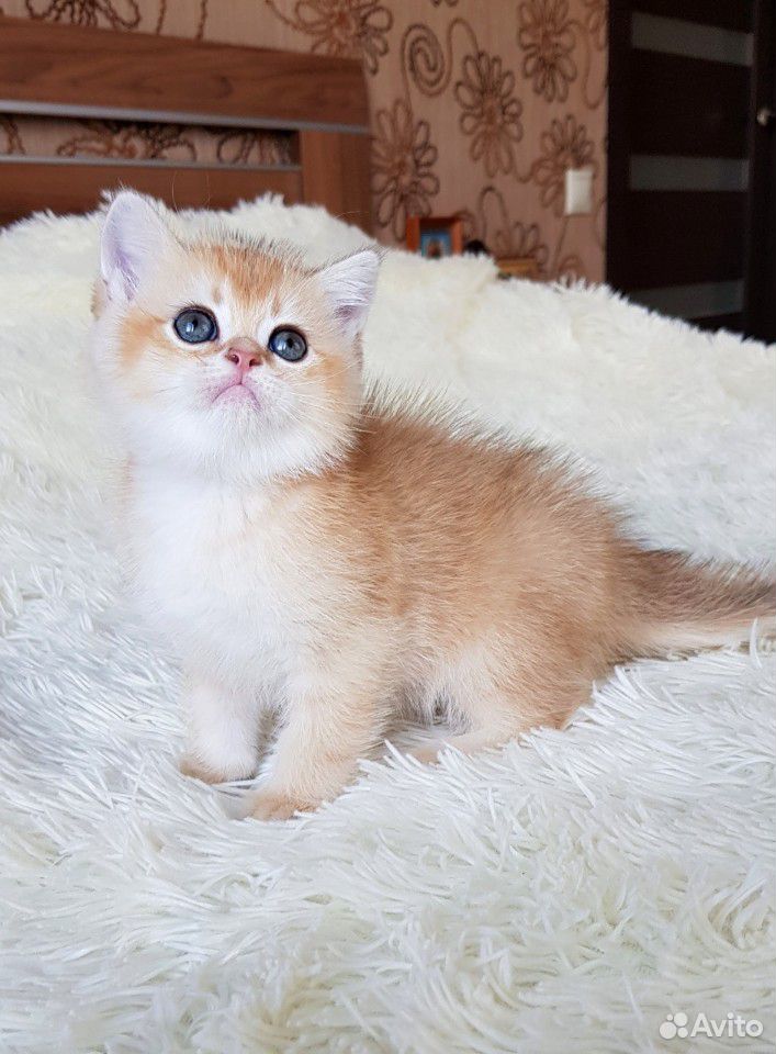 Золотой пирожок