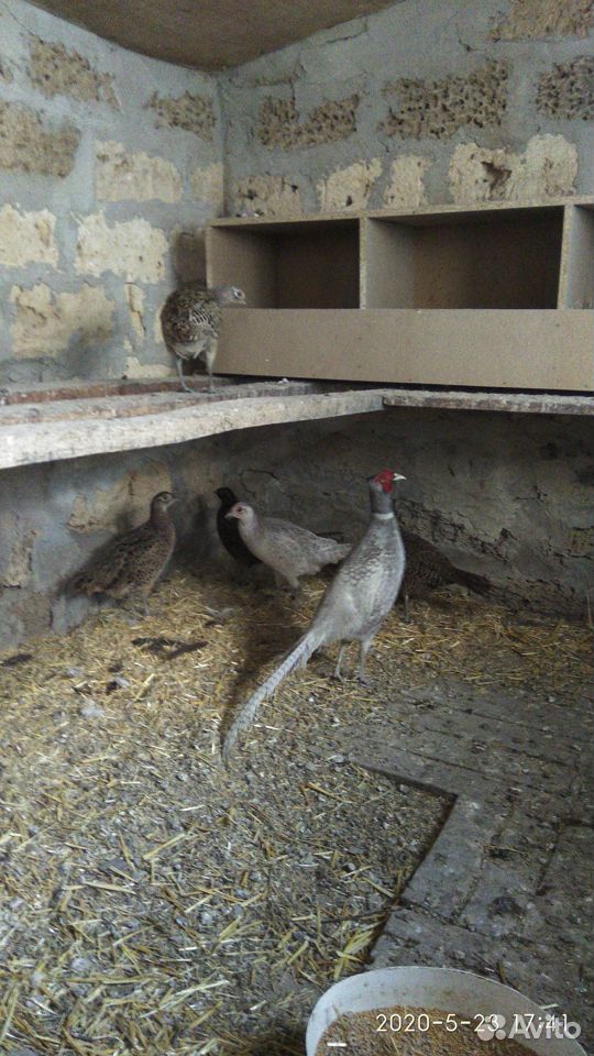 Продам фазанов