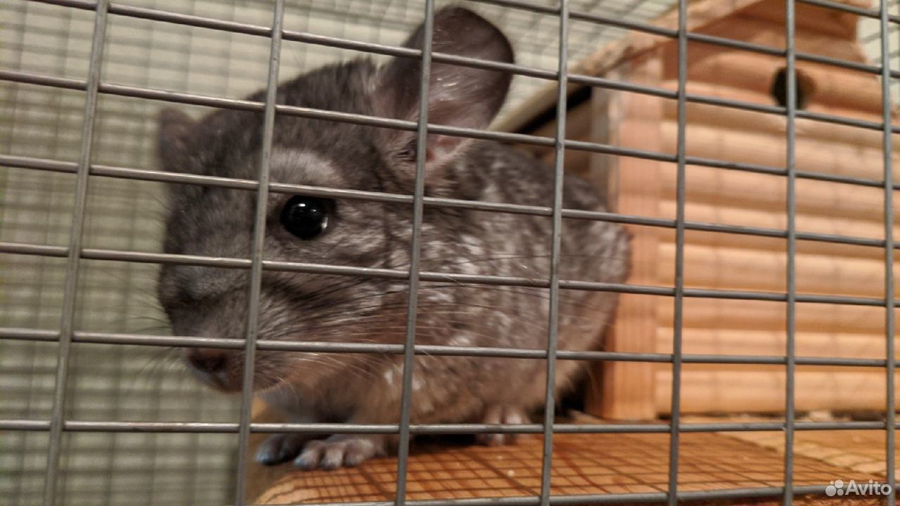 Шиншилла 1,5 мес мальчик