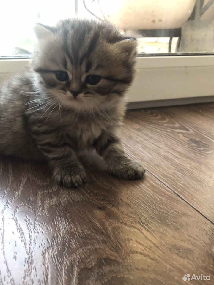 Котята шотландцы