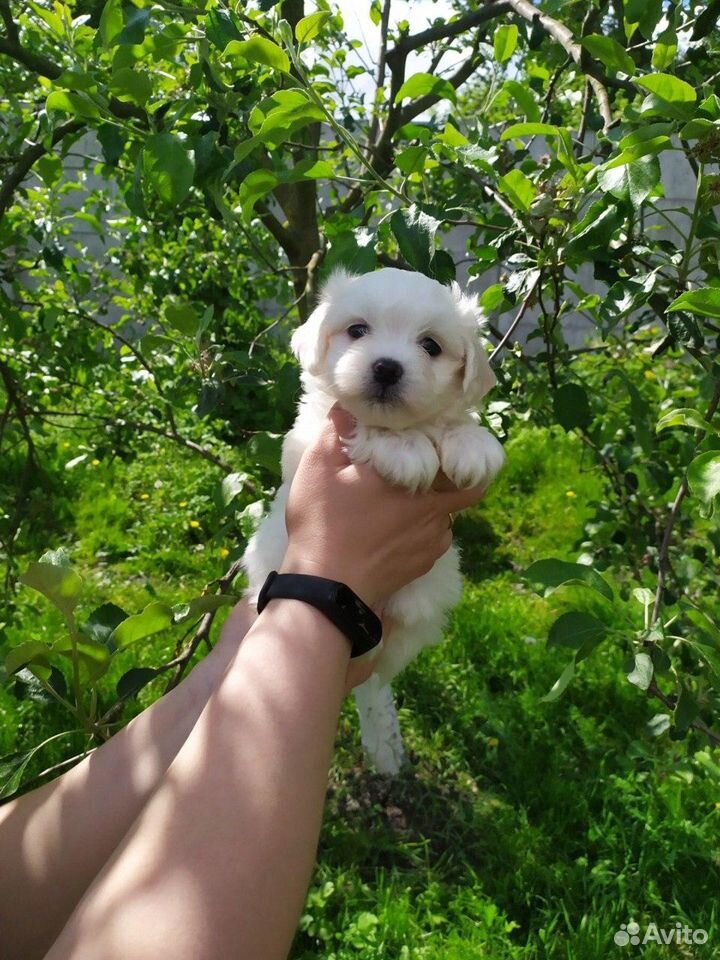 Щенята Мальтезе Болонка