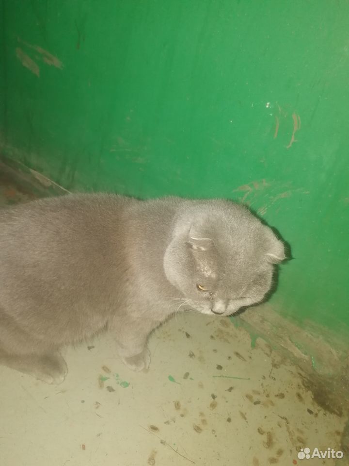 Шотландская веслоухая кошка
