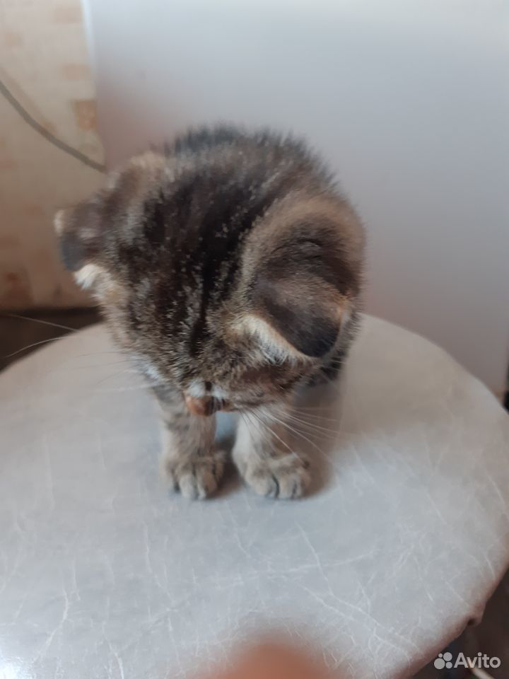 Отдам котенка