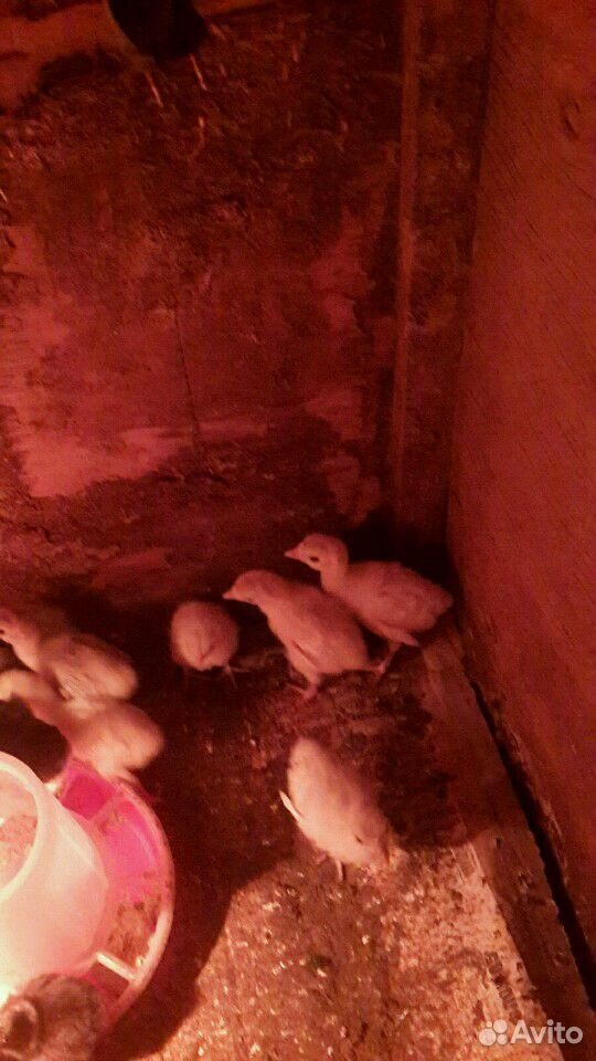 Маленькие индюшата,месячные поросята