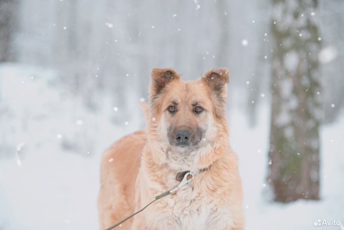 Плюшка-ватрушка из приюта ищет дом