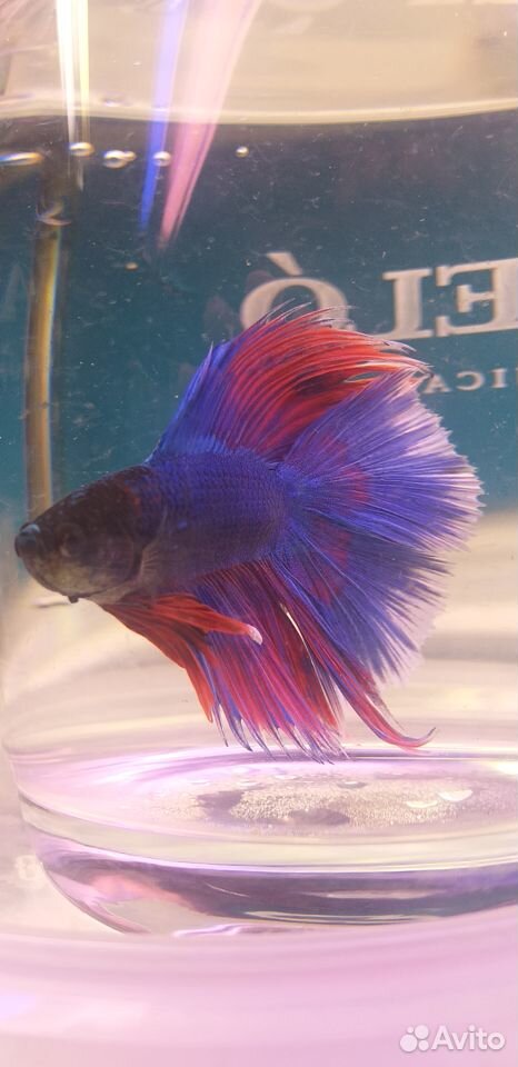 Рыбка петушок двухвостый тайский флаг