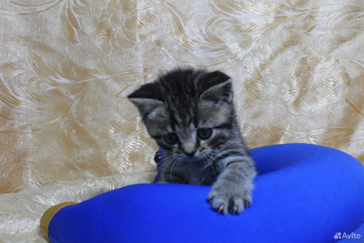 Британский мальчуган