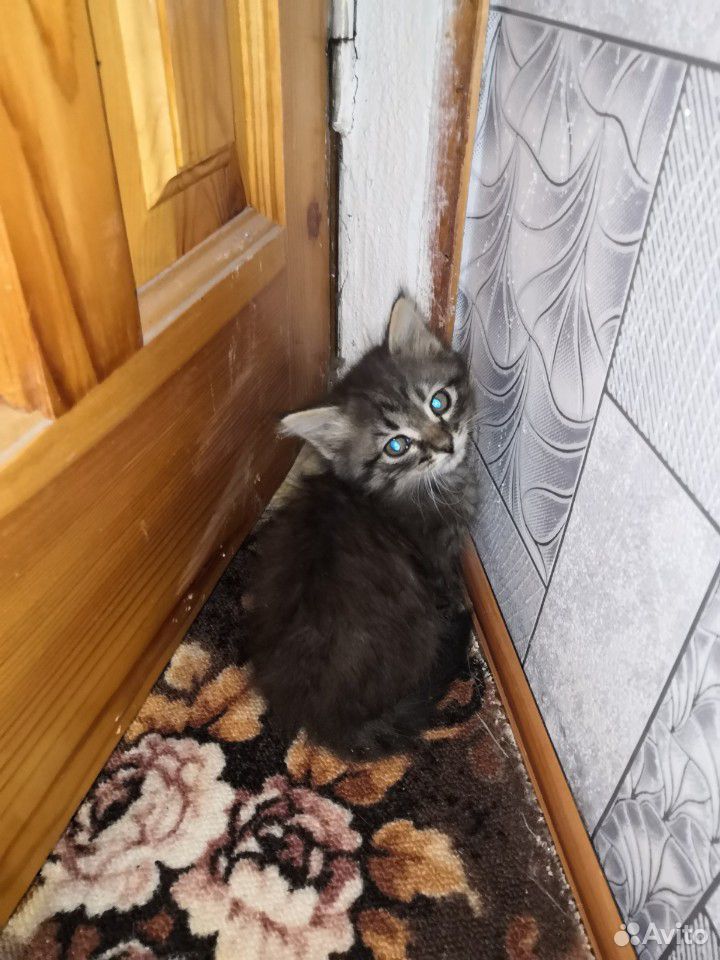 Маленький котенок в добрые руки