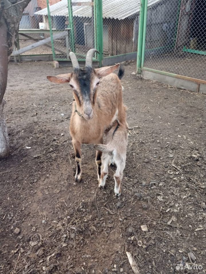 Продаю козлёнка. Мать Альпика Папа нубийская. 2,5