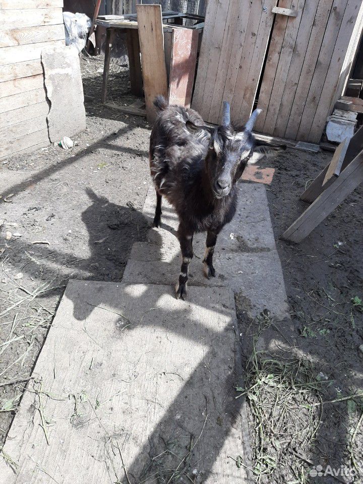 Коза сукотноя Юле окот