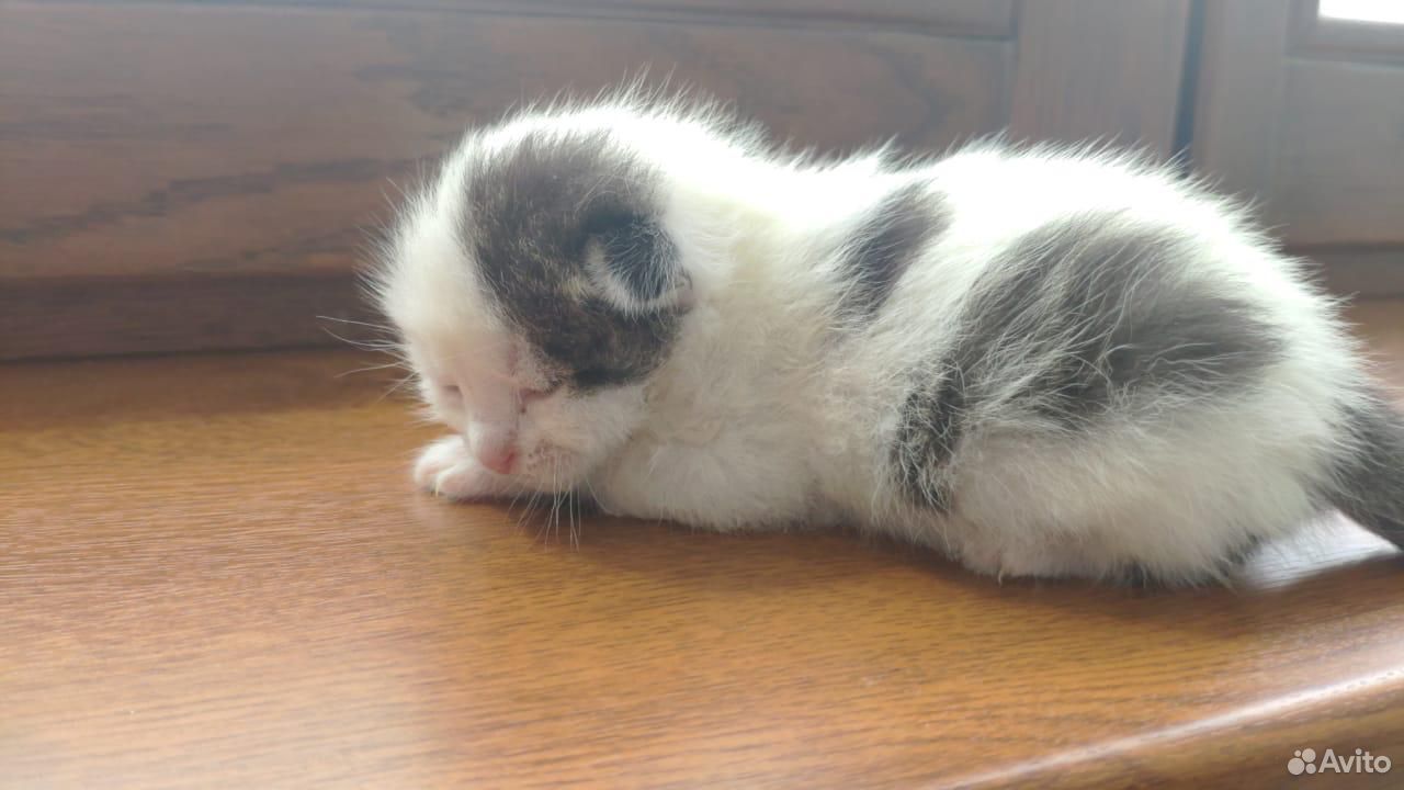 Котёнок мальчик