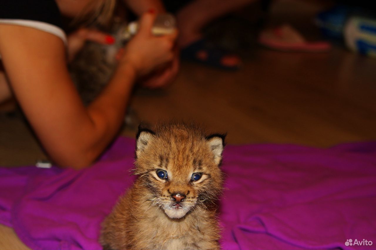 Котята бобкеты домашнего размножения