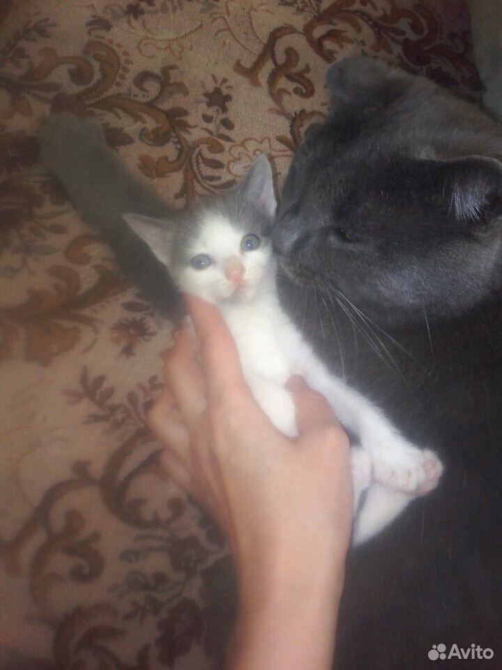 Кошка