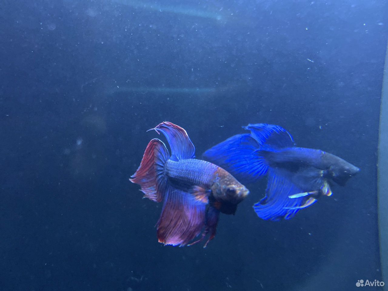 Петушок вуаль ассорти самцы