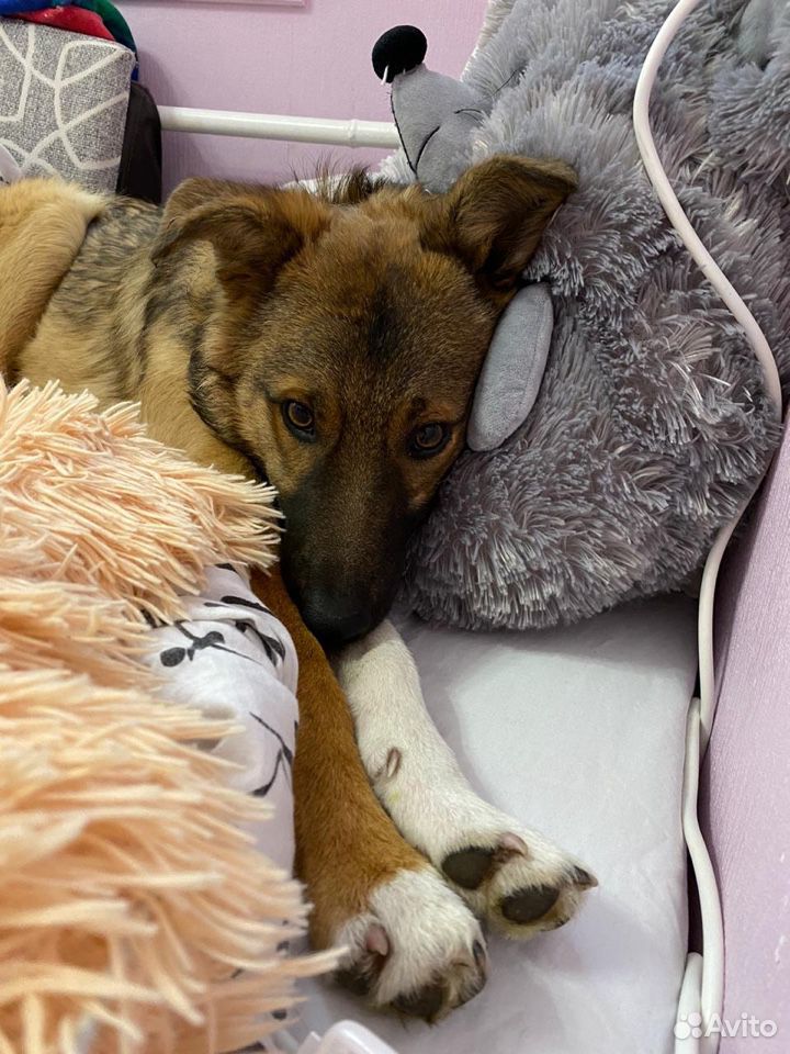 Собака Рыжик