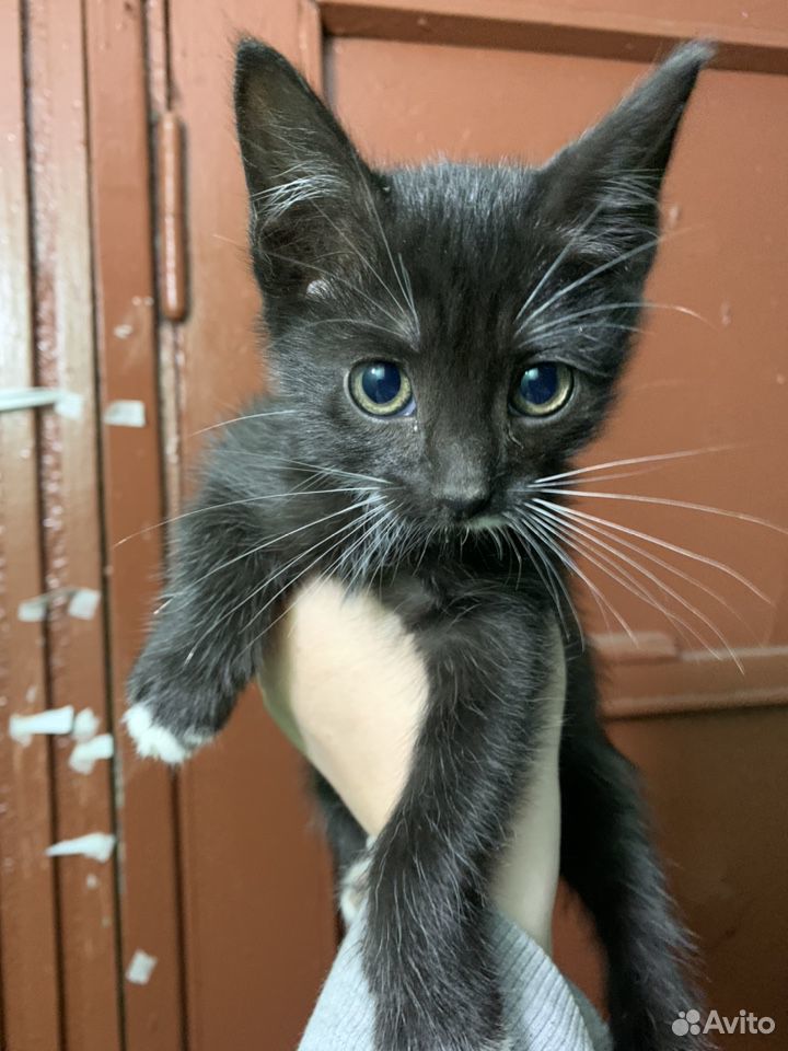 Котёнок девочка