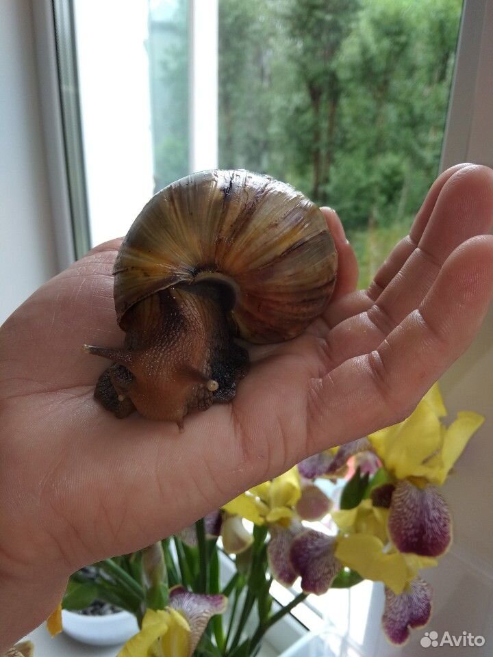 Отдам улитку ахатин