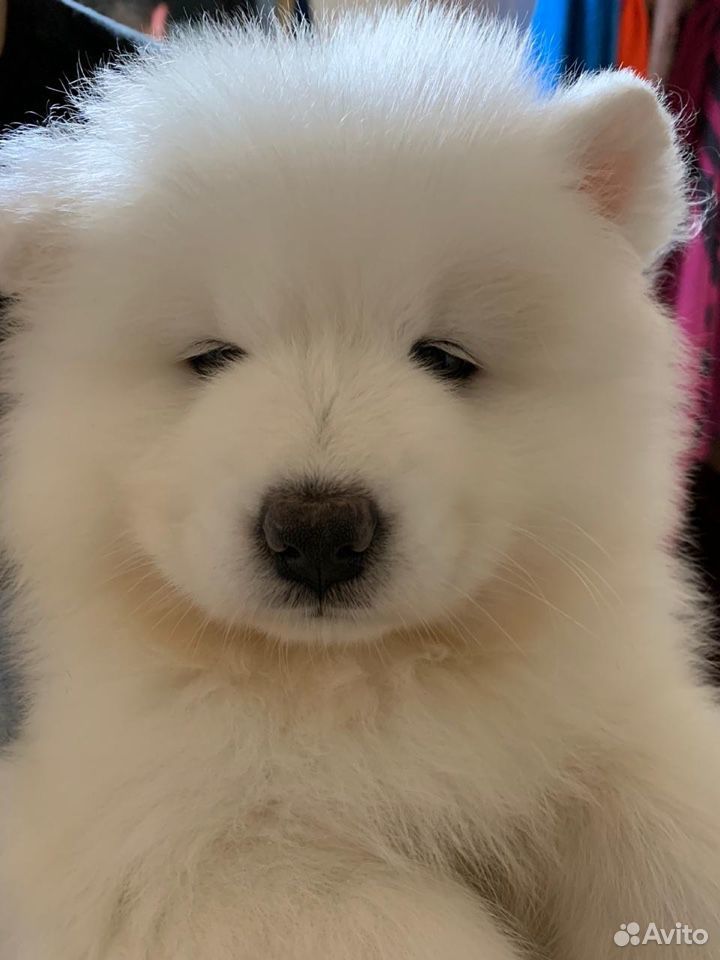 Самоедская лайка Щенок Девочка