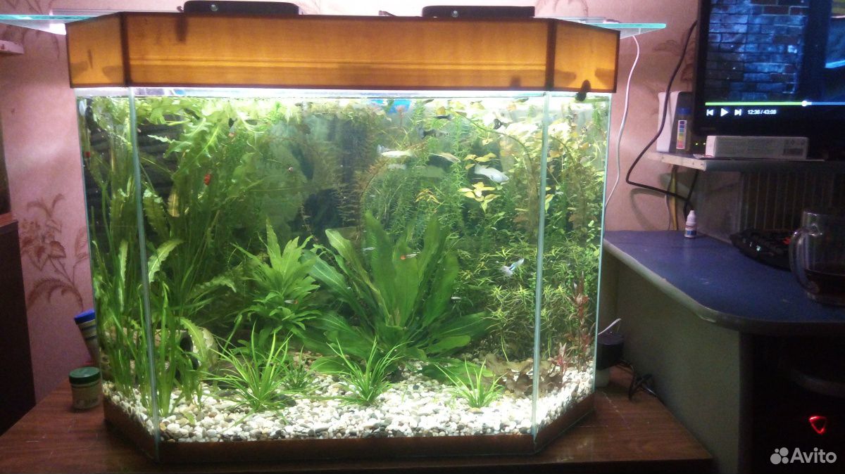 Гуппи и растения