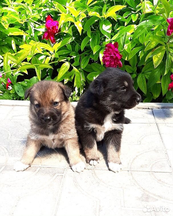Щенки помесь лайки и овчарки