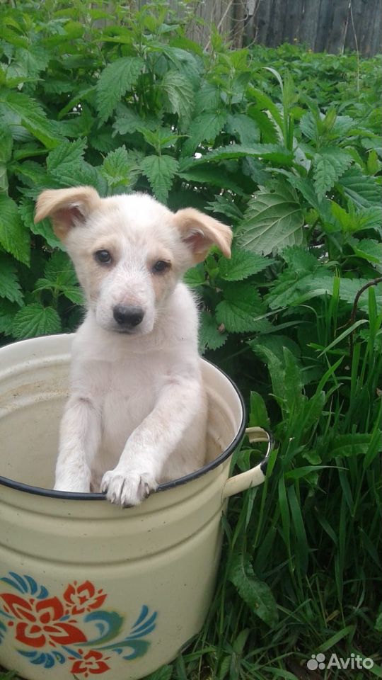 Щенок Каспер 3 мес ищет дом