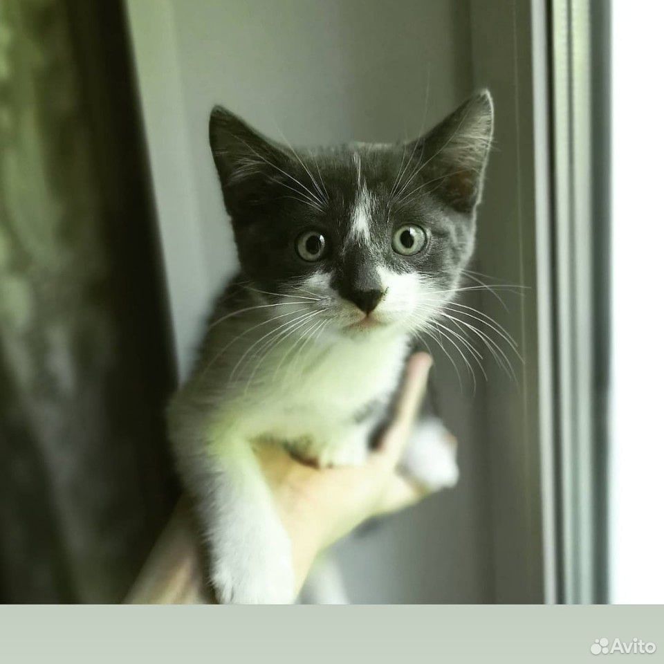 Котенок мальчик