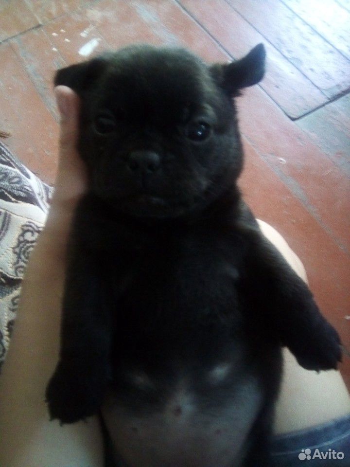 Девочка щенок,смесь чистокровной мопсихи с пекинес