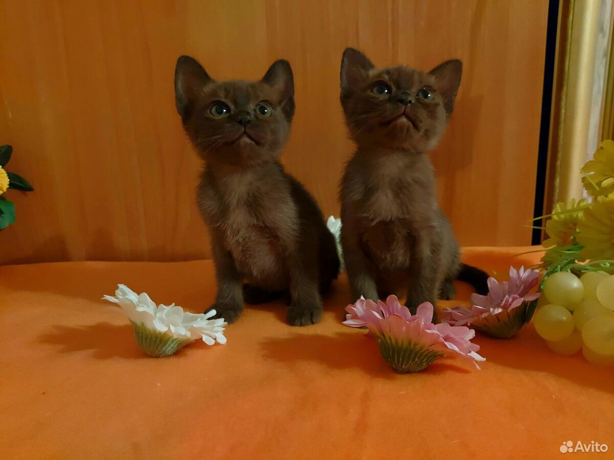 Бурманские красавицы