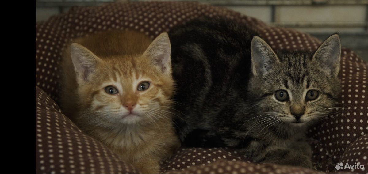 Котята в добрые руки
