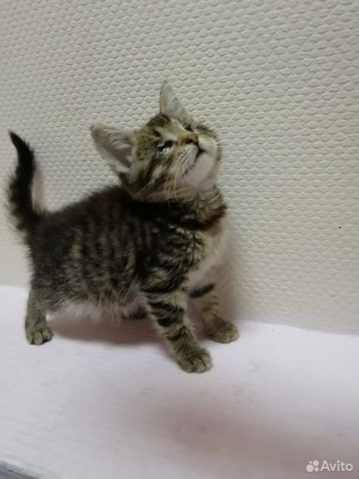 Котёнок с усыпления