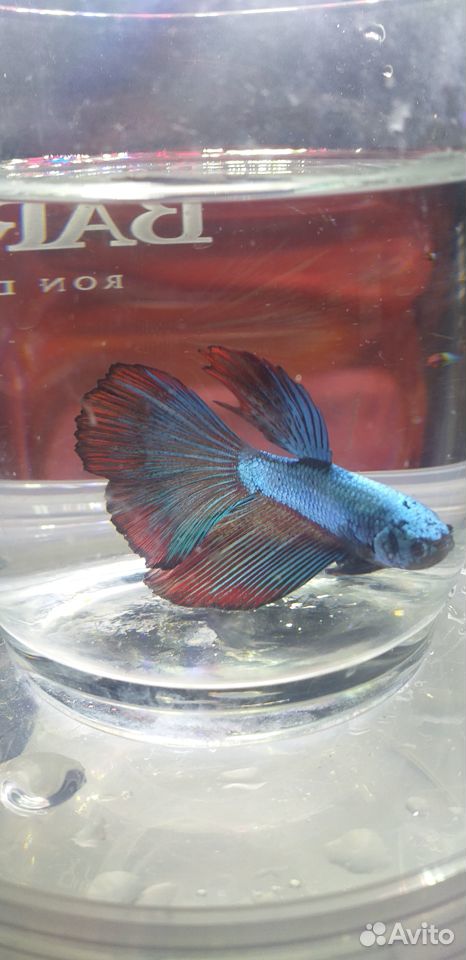 Рыбка Петушок чешуя дракона