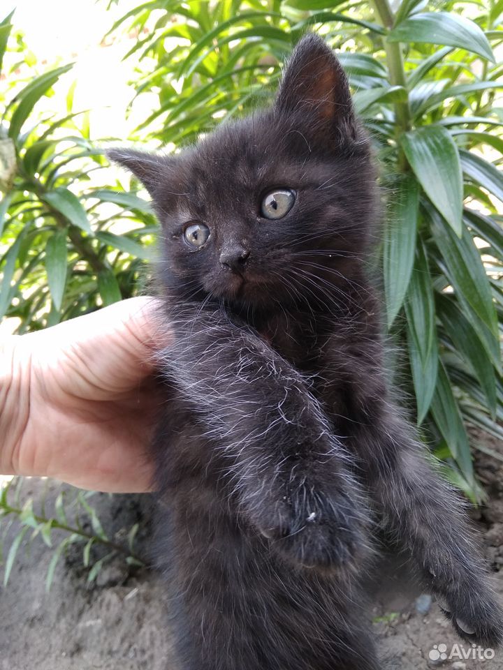 Отдам котика в добрые руки