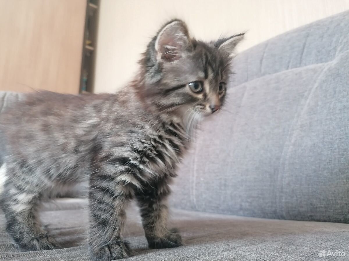 Котёнок