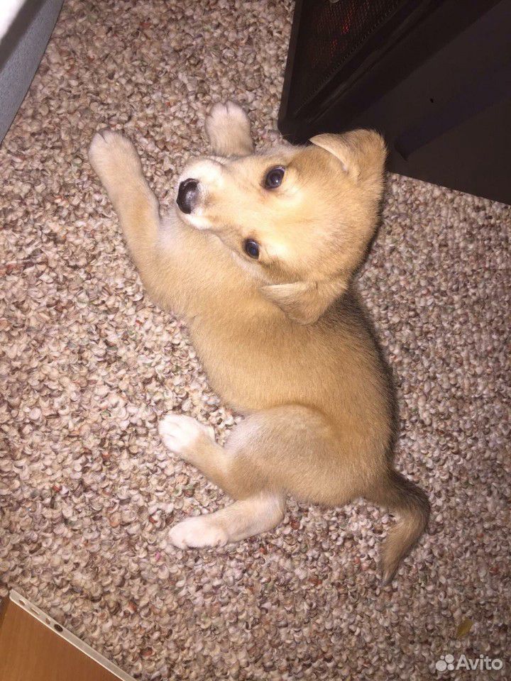 Плюшевый собакен