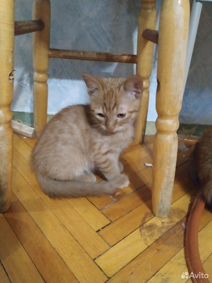 Кошка