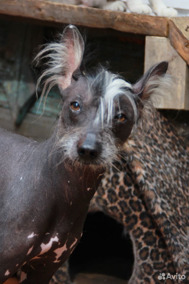 Вот такой замечательный лысик Ричи,ищет надежные р