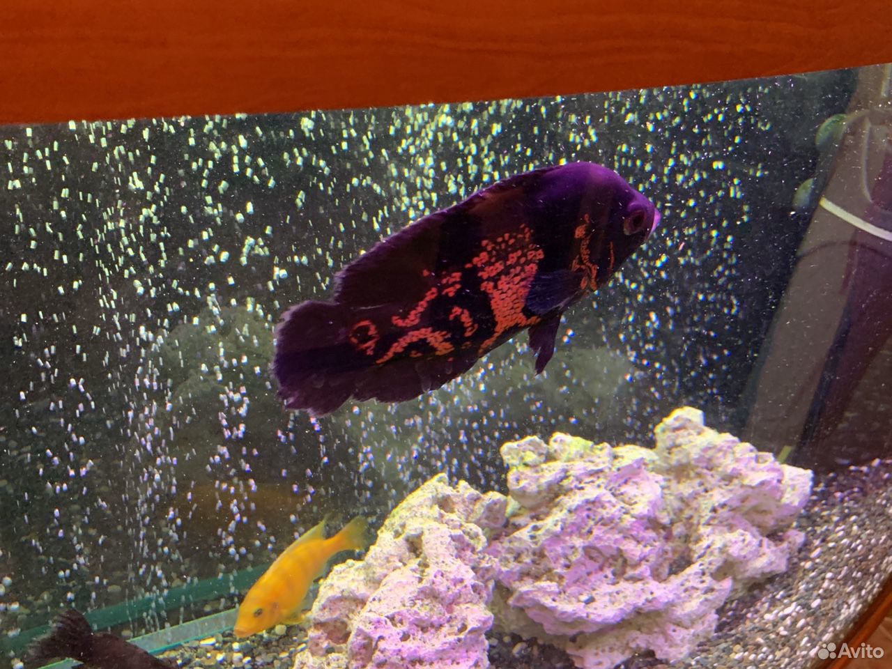 Астронотус