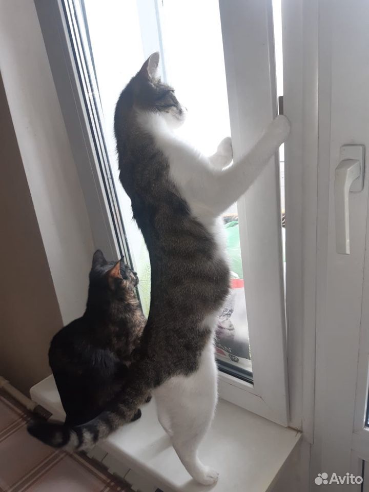 Кошка- мангуст в дар