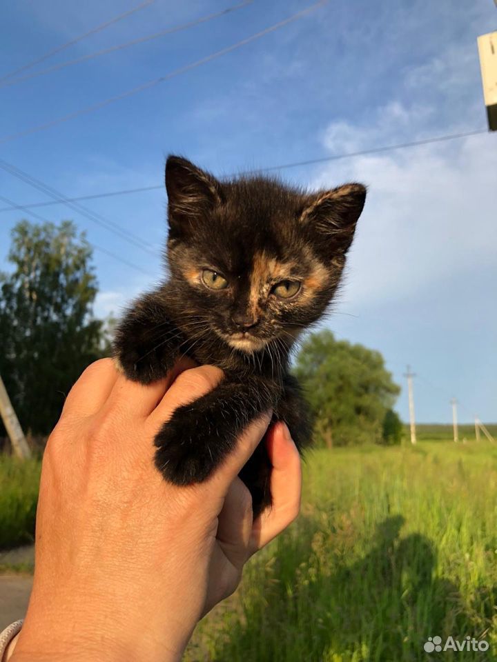 Крошка кошка с ладошку