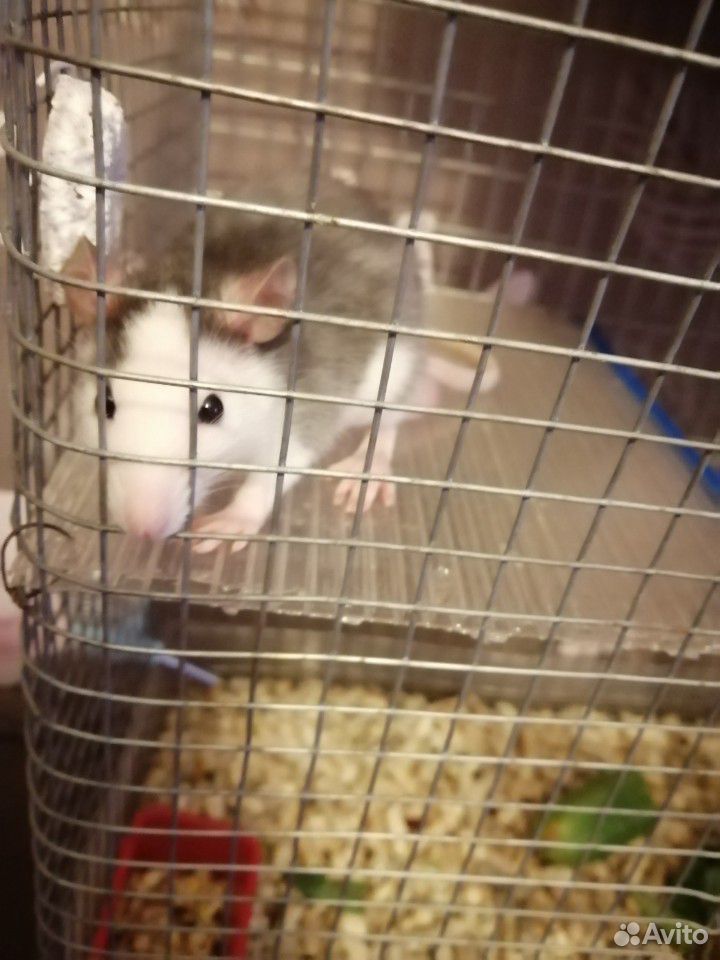 Крыса мальчик 2 месяца, вместе с клеткой