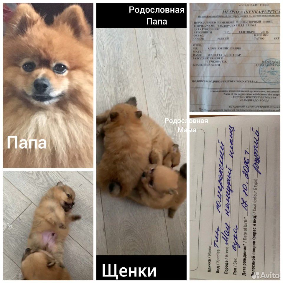 Немецкий шпиц померанского типа