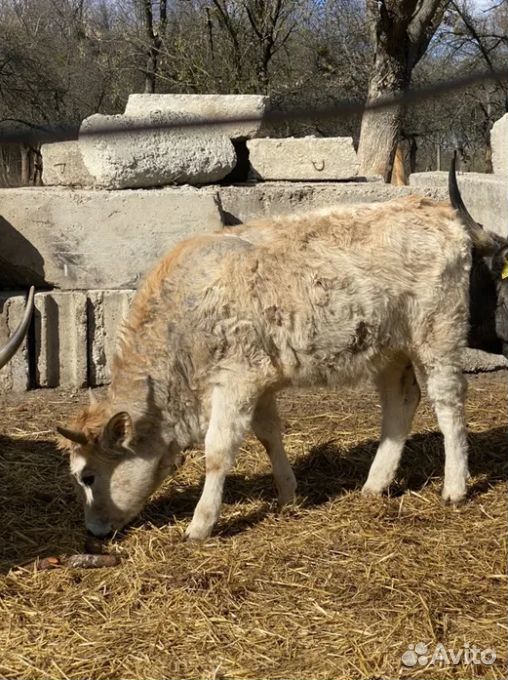 Венгерская сюрка корова телята