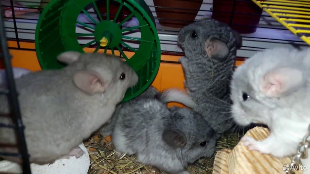 Шиншиллы серая и белая девочки