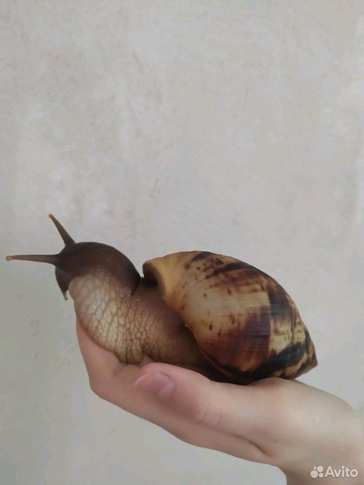 Улитки ручные