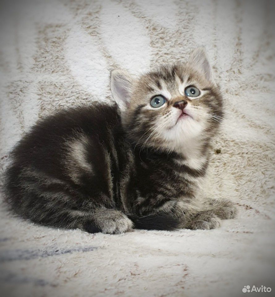 Нежная крошка в добрые руки. Котёнок 1,5 мес