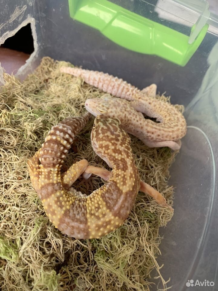 Семья эублефаров,продам и по одиночку